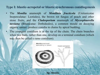 Conidial ontogeny | PPTX
