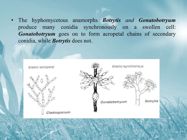 Conidial ontogeny | PPTX | Gardening | Home & Garden