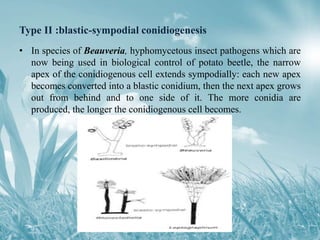 Conidial ontogeny | PPTX
