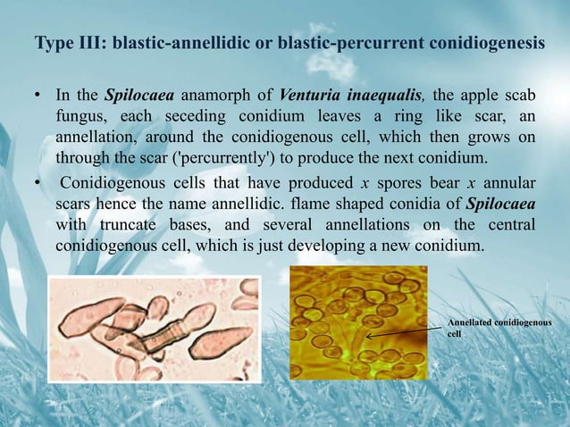 Conidial ontogeny | PPTX | Gardening | Home & Garden