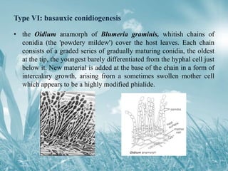 Conidial ontogeny | PPTX