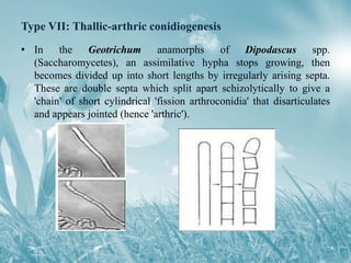 Conidial ontogeny | PPTX