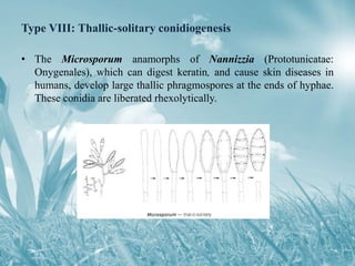 Conidial ontogeny | PPTX