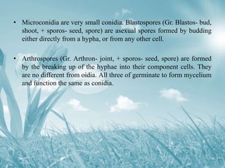 Conidial ontogeny | PPTX