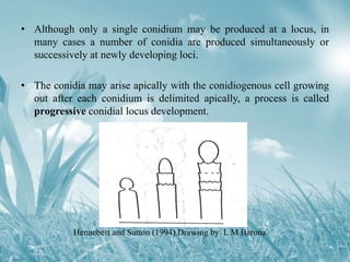 Conidial ontogeny | PPTX