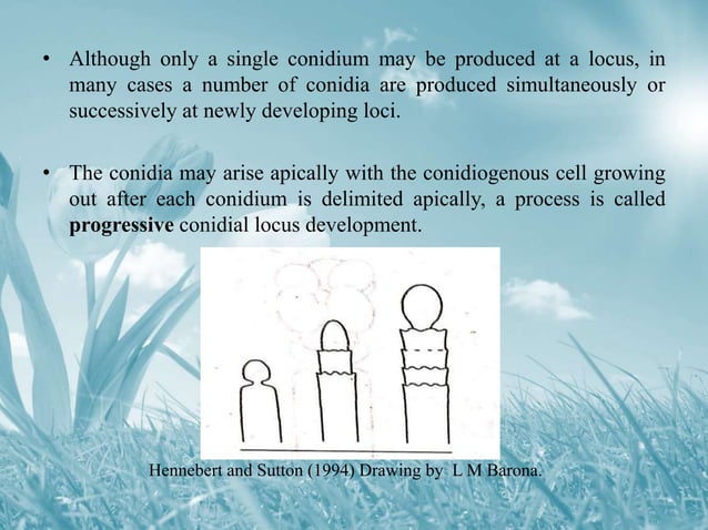 Conidial ontogeny | PPTX | Gardening | Home & Garden