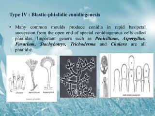Types Of Conidia