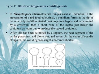 Types Of Conidia