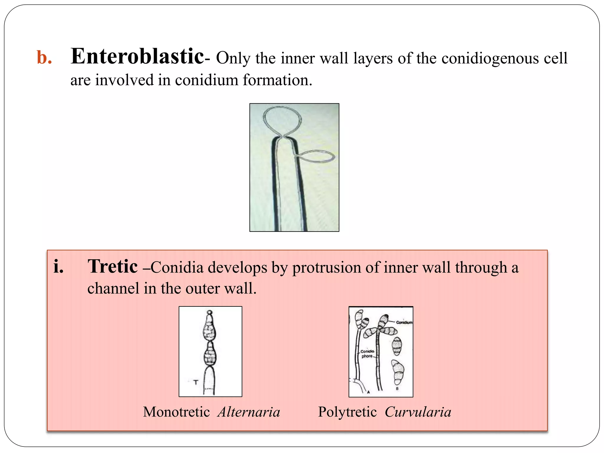 Conidial ontogeny akanksha | PPTX