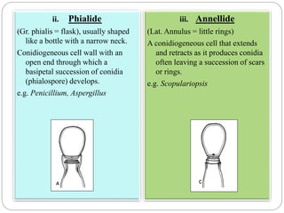 Conidial ontogeny akanksha | PPTX
