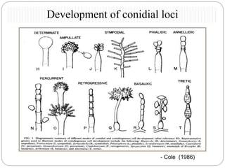 Conidial ontogeny akanksha | PPTX