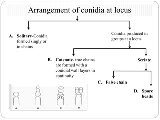 Conidial ontogeny akanksha | PPTX