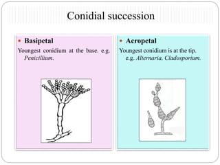 Conidial ontogeny akanksha | PPTX