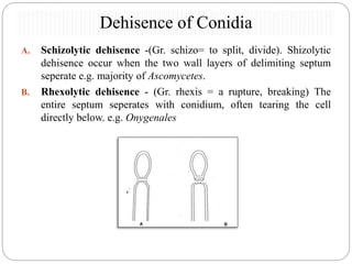 Conidial ontogeny akanksha | PPTX