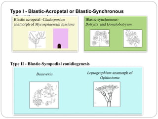 Conidial ontogeny akanksha | PPTX