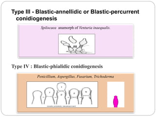 Conidial ontogeny akanksha | PPTX