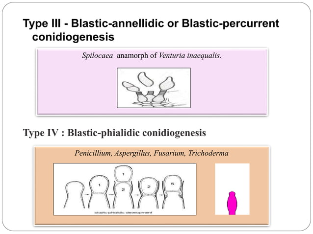 Conidial ontogeny akanksha | PPTX