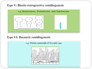 Conidial ontogeny akanksha | PPTX