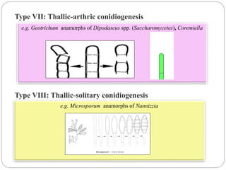 Conidial ontogeny akanksha | PPTX