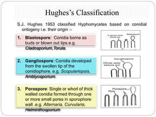 Conidial ontogeny akanksha | PPTX