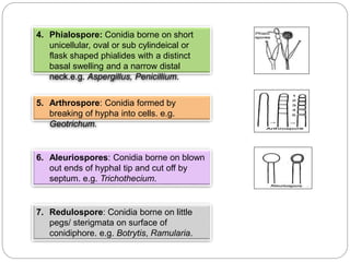 Conidial ontogeny akanksha | PPTX