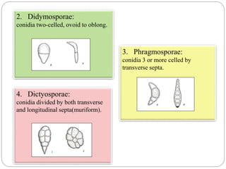 Conidial ontogeny akanksha | PPTX