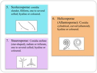Conidial ontogeny akanksha | PPTX