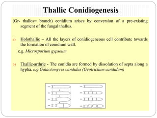 Conidial ontogeny akanksha | PPTX