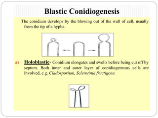 Conidial ontogeny akanksha | PPTX
