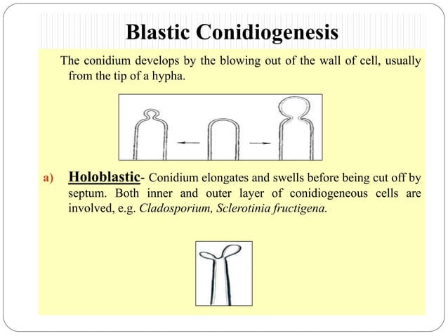 Conidial ontogeny akanksha | PPTX