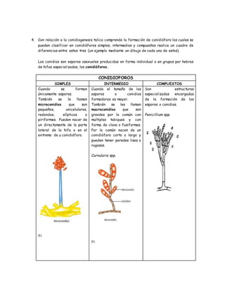 Conidiogenesis | DOCX