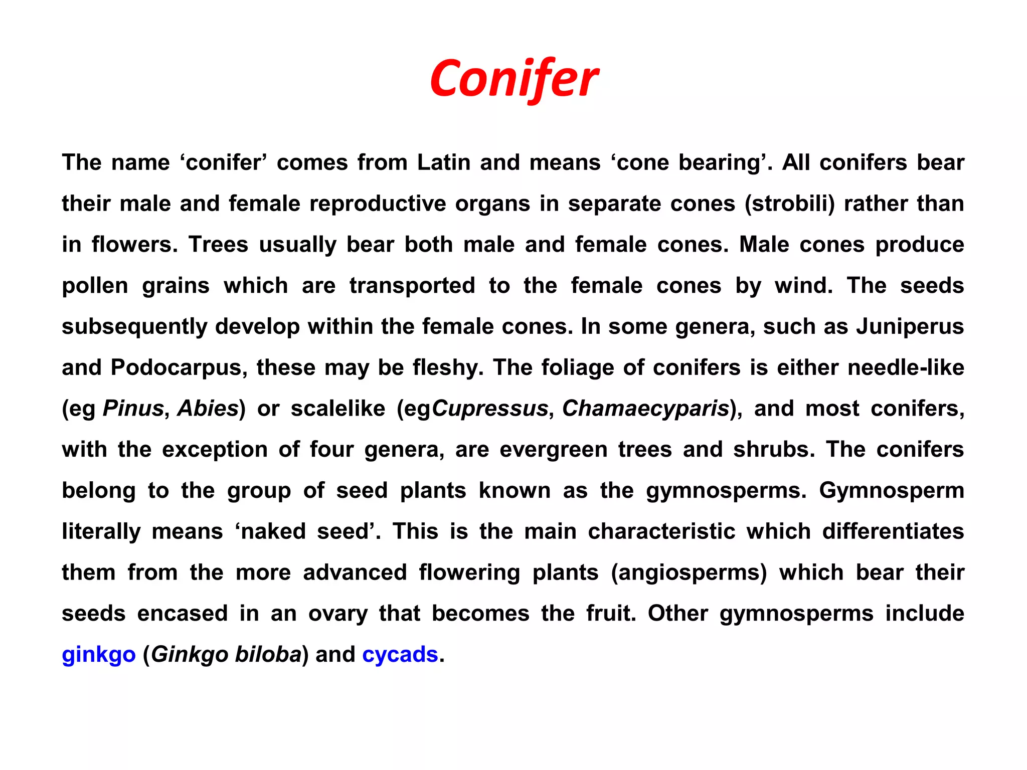 Conifer | PPT