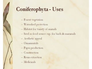 Conifer | PPT