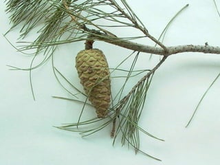 Coniferales géneros | PPT