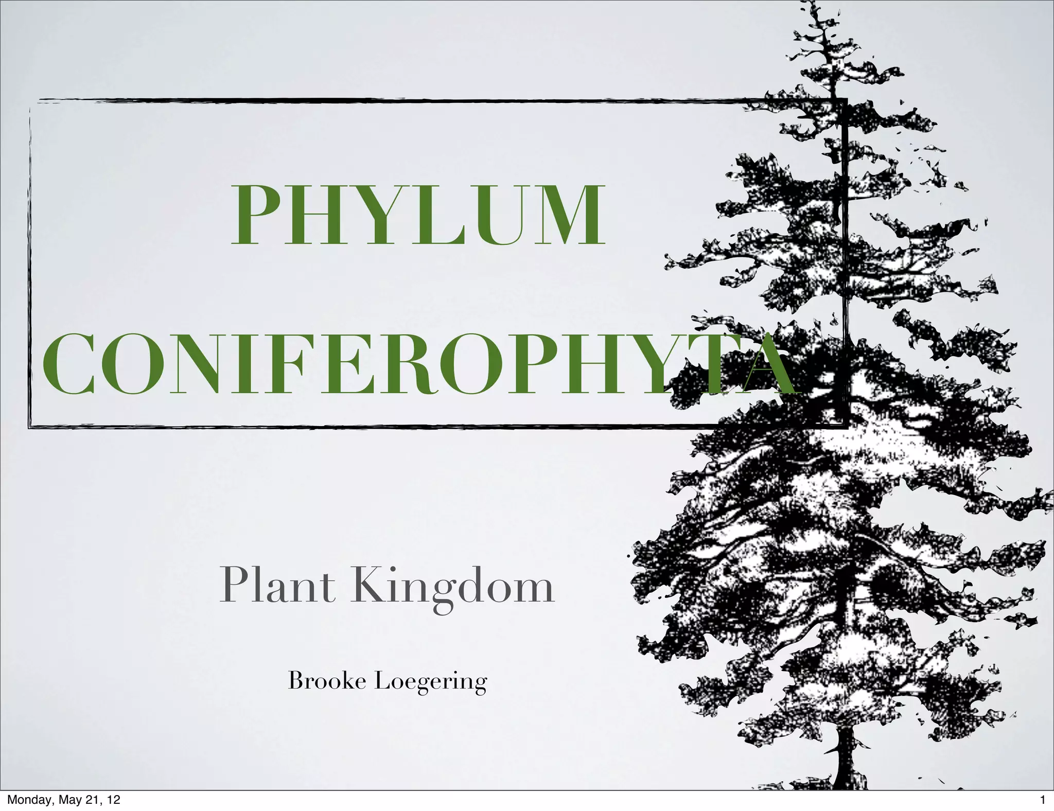 Coniferophyta | PDF