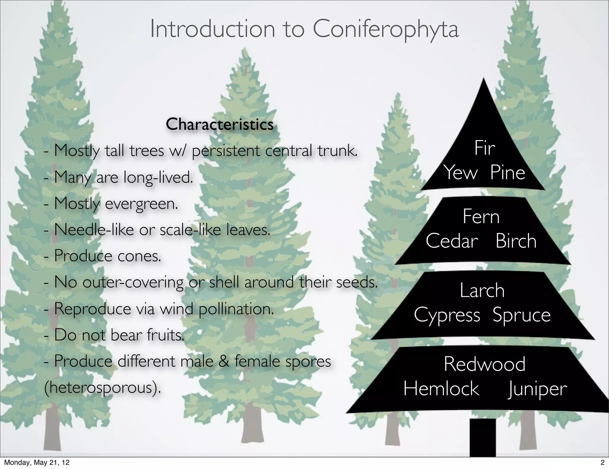 Coniferophyta | PDF