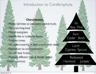 Coniferophyta | PDF