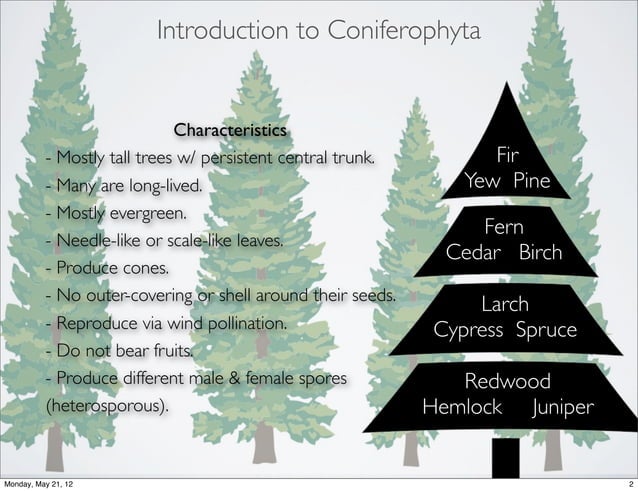 Coniferophyta | PDF