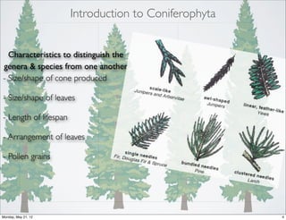 Coniferophyta | PDF