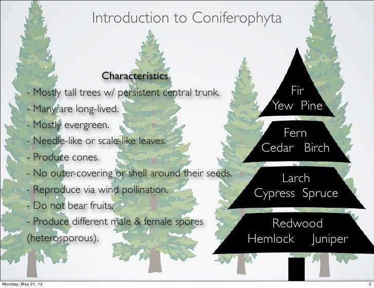 Coniferophyta