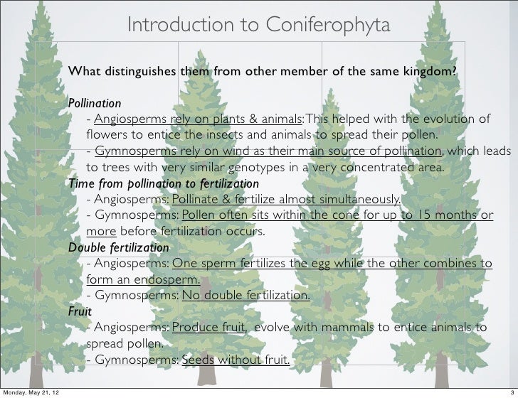 Coniferophyta