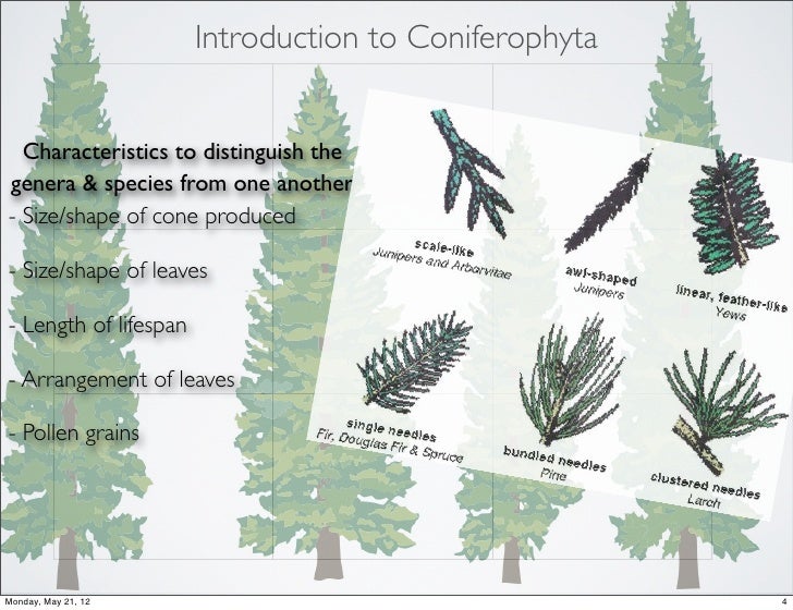 Coniferophyta