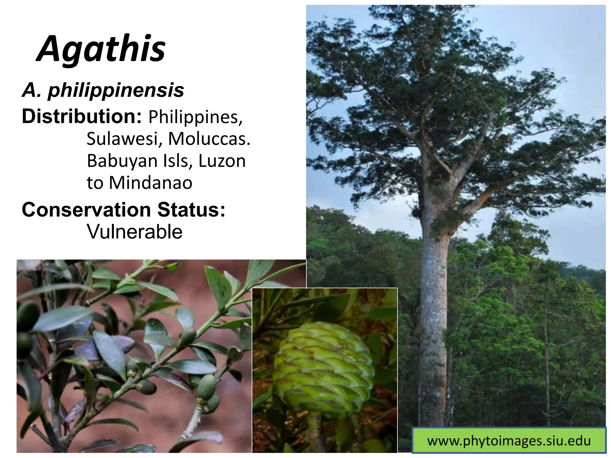 Coniferophyta | PPTX