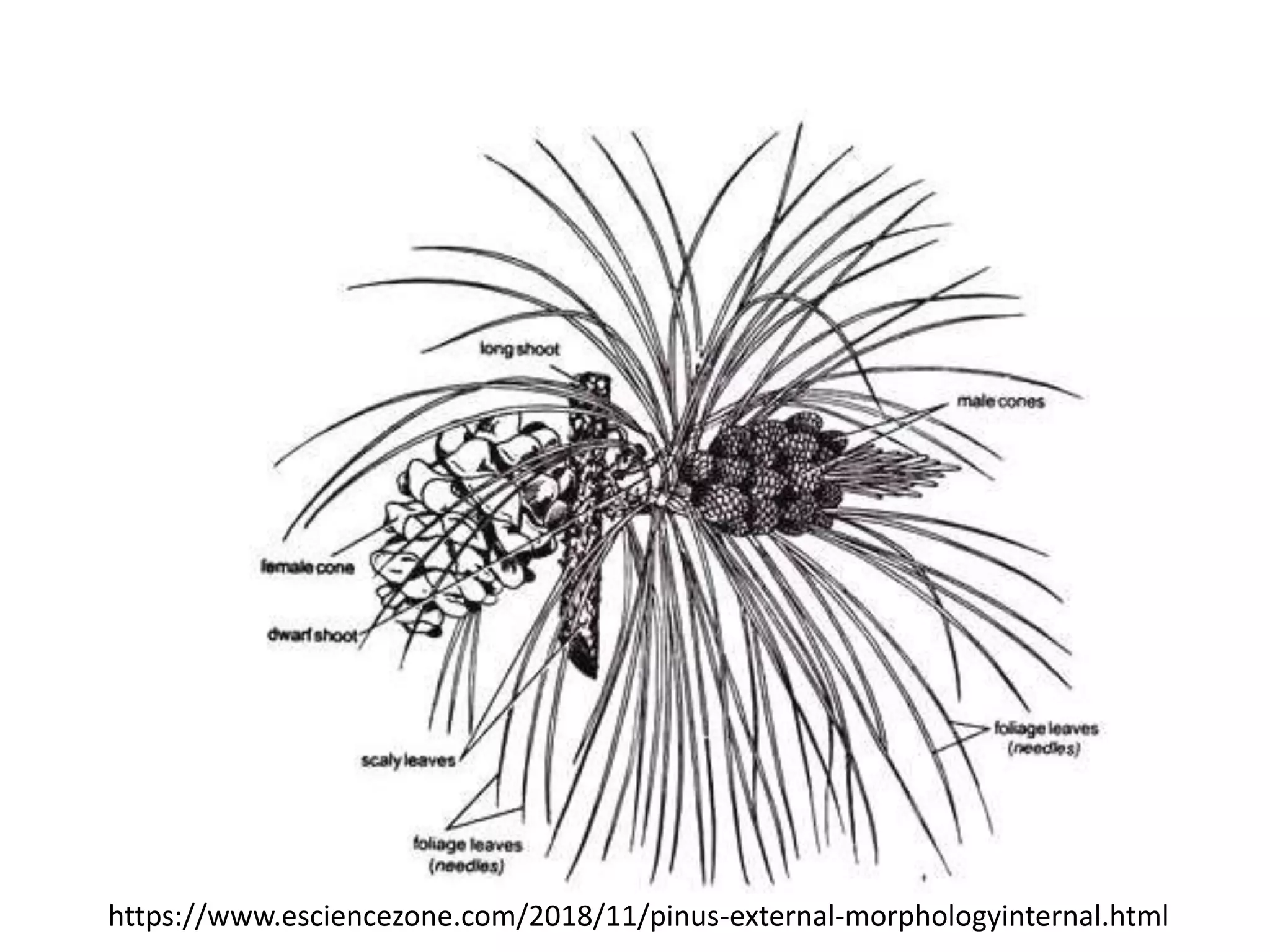 Coniferophyta | PPTX