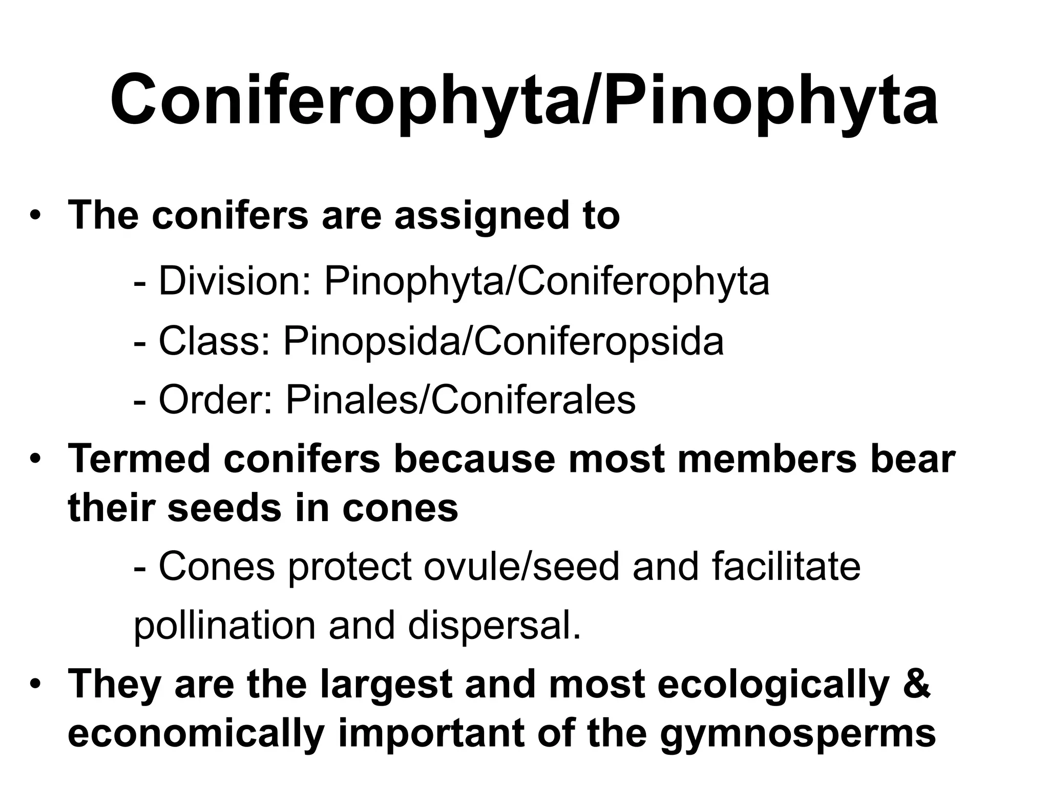 Coniferophyta | PPTX