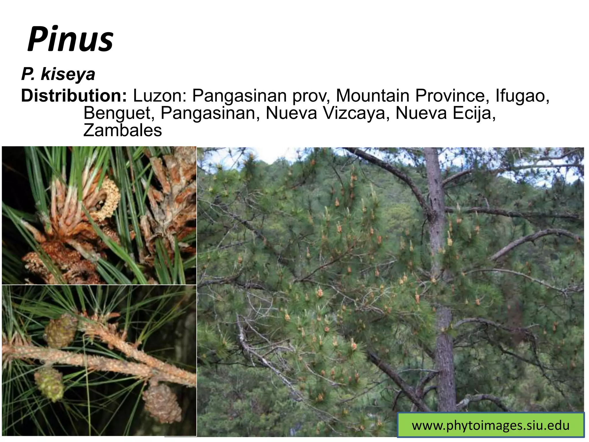 Coniferophyta | PPTX
