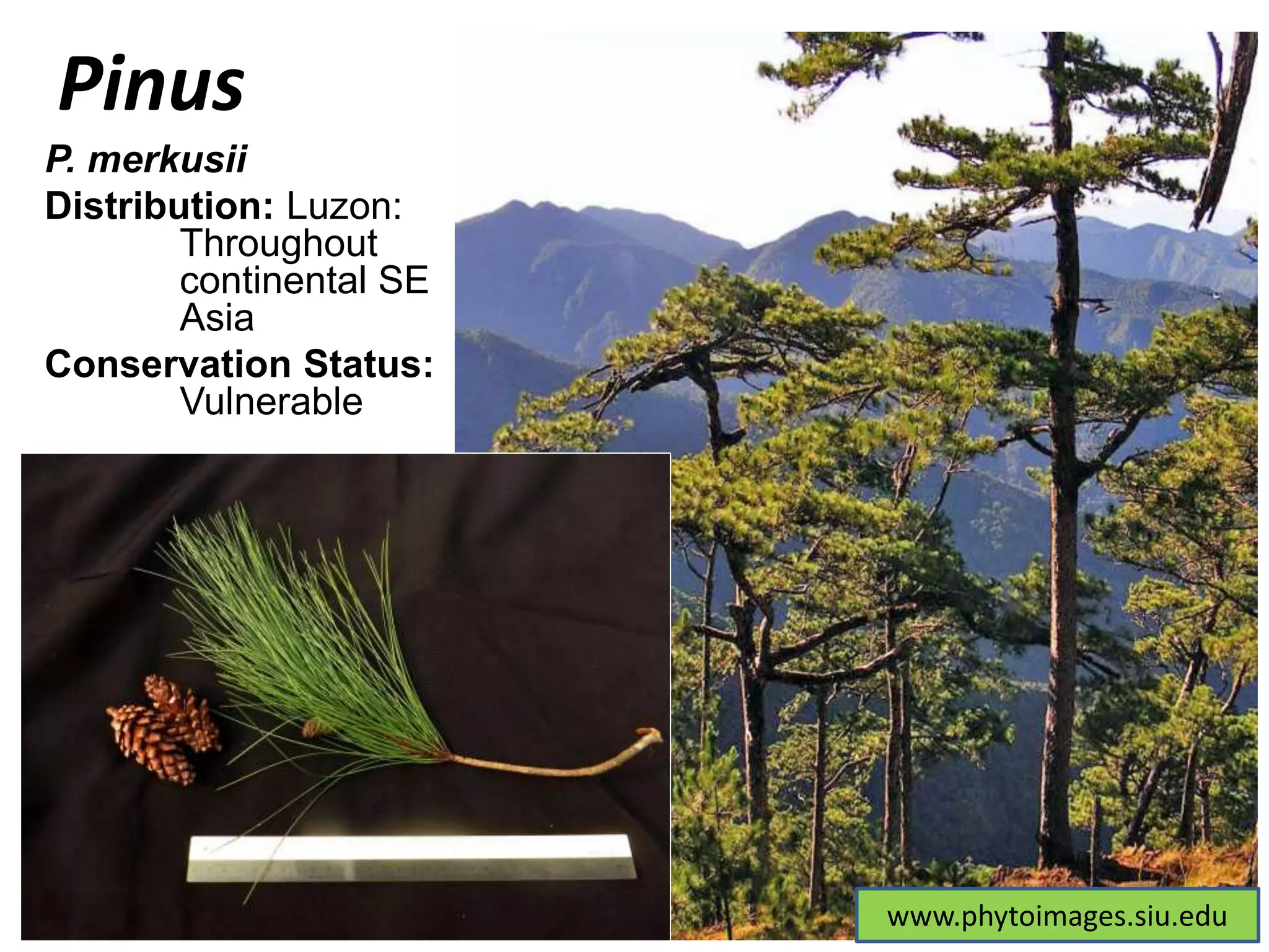 Coniferophyta | PPTX