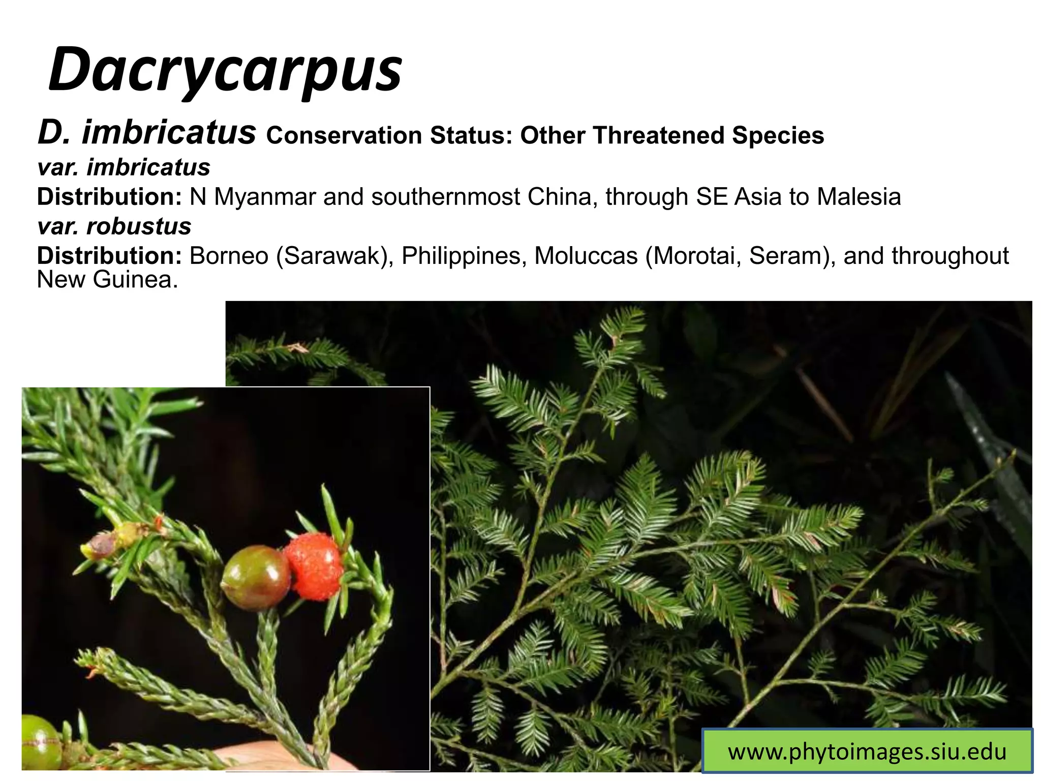 Coniferophyta | PPTX