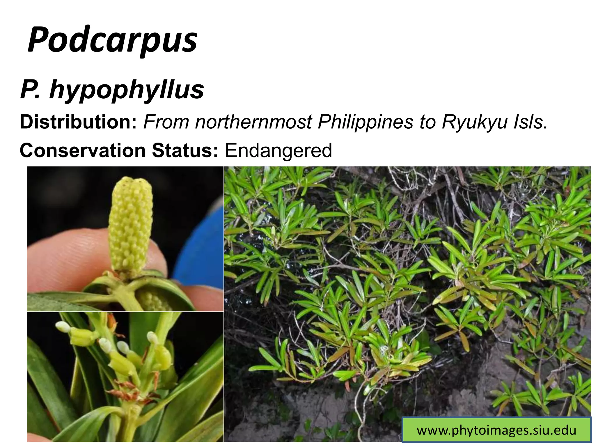 Coniferophyta | PPTX