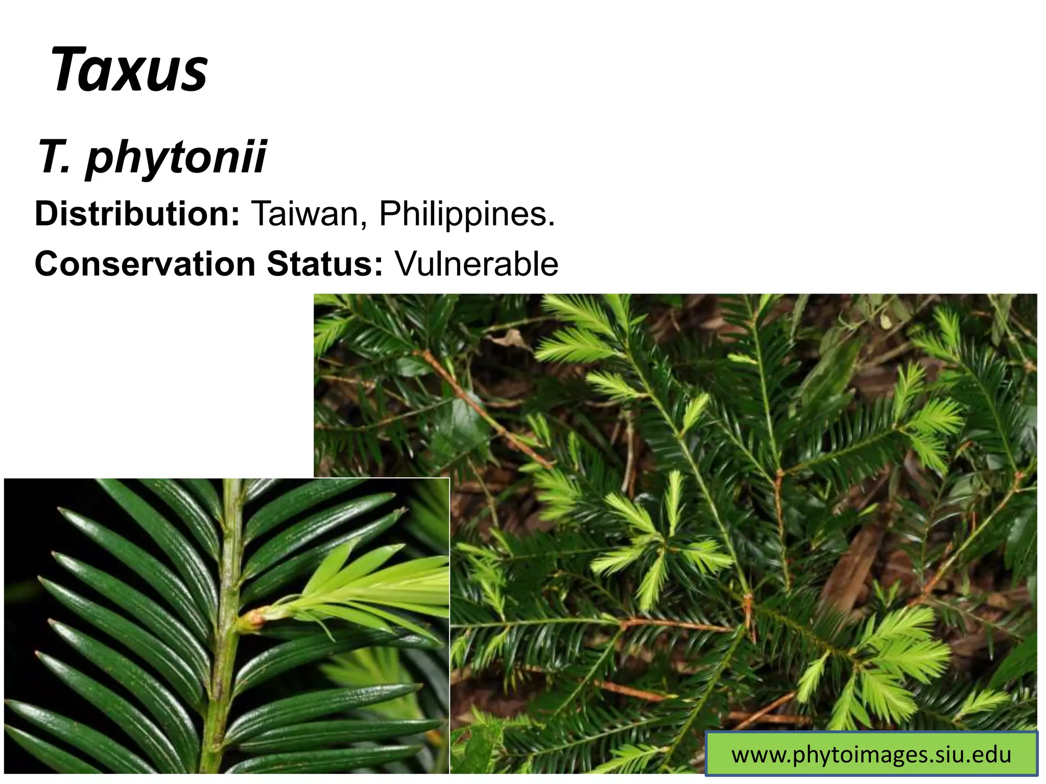 Coniferophyta | PPTX